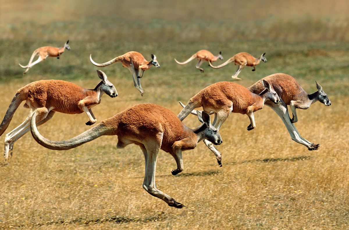 Rundrejse Australien med dansk rejseleder | Stjernegaard